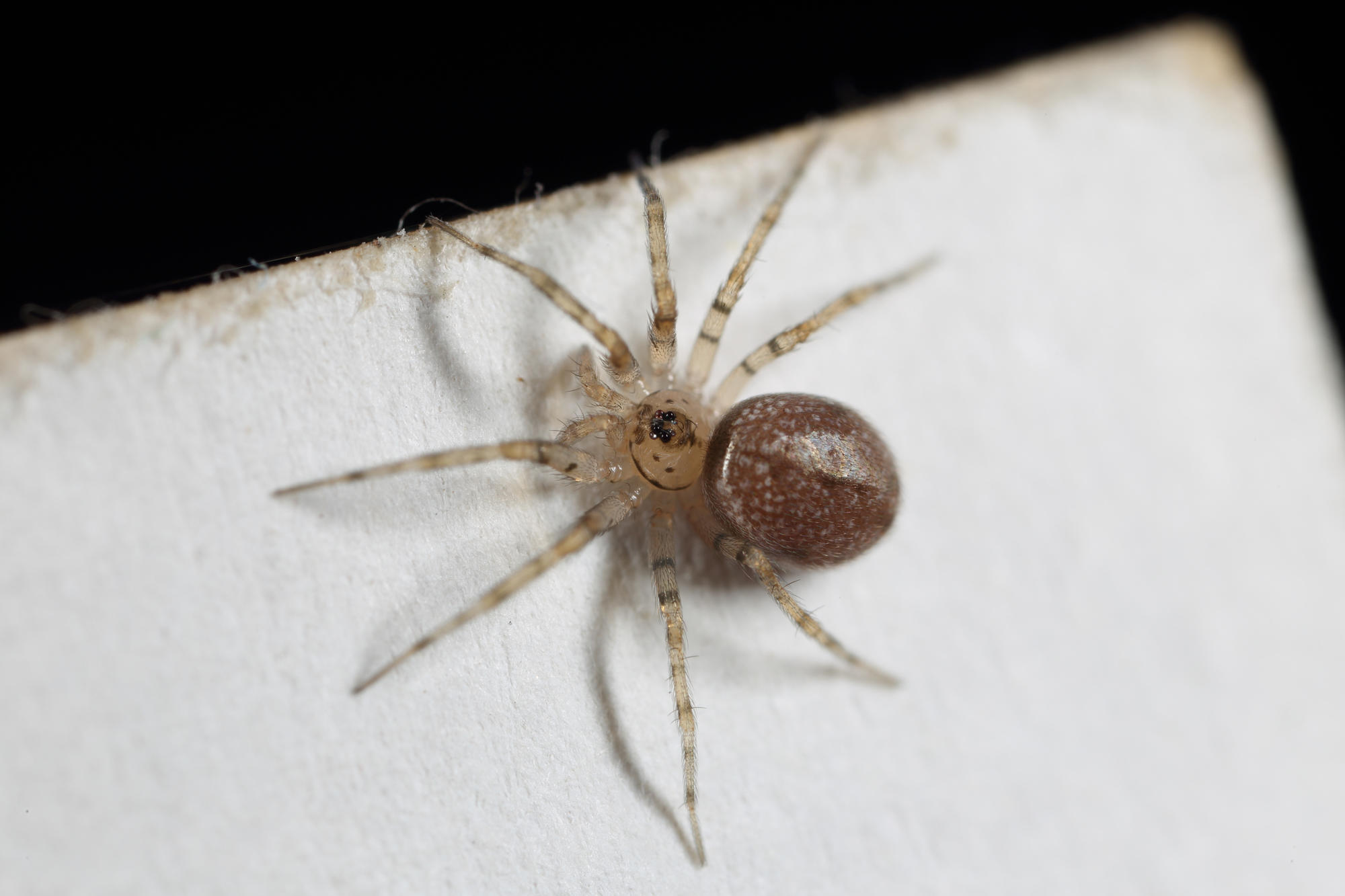 Wall Spider - Queensland Museum