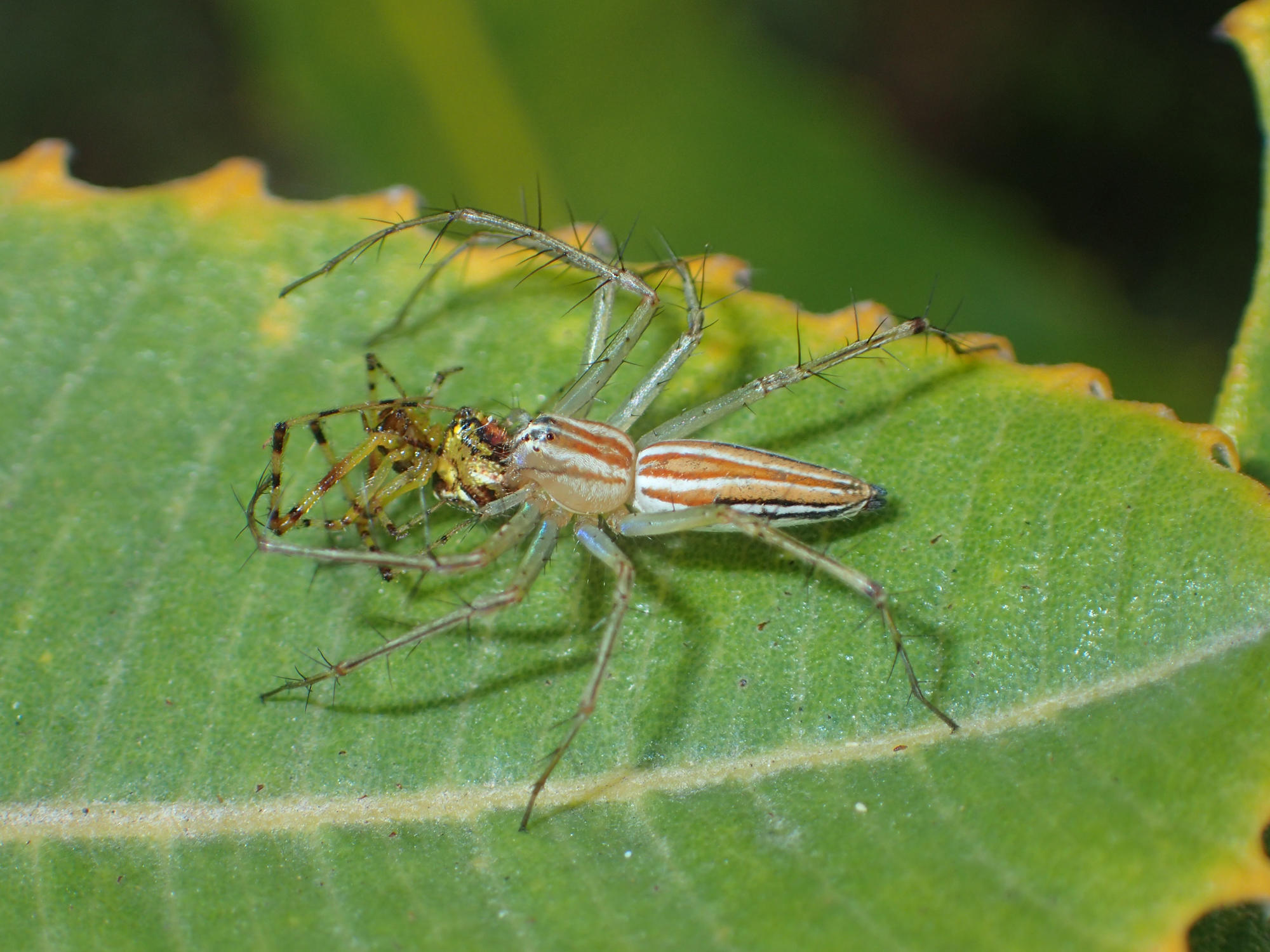 Lynx spiders - Queensland Museum