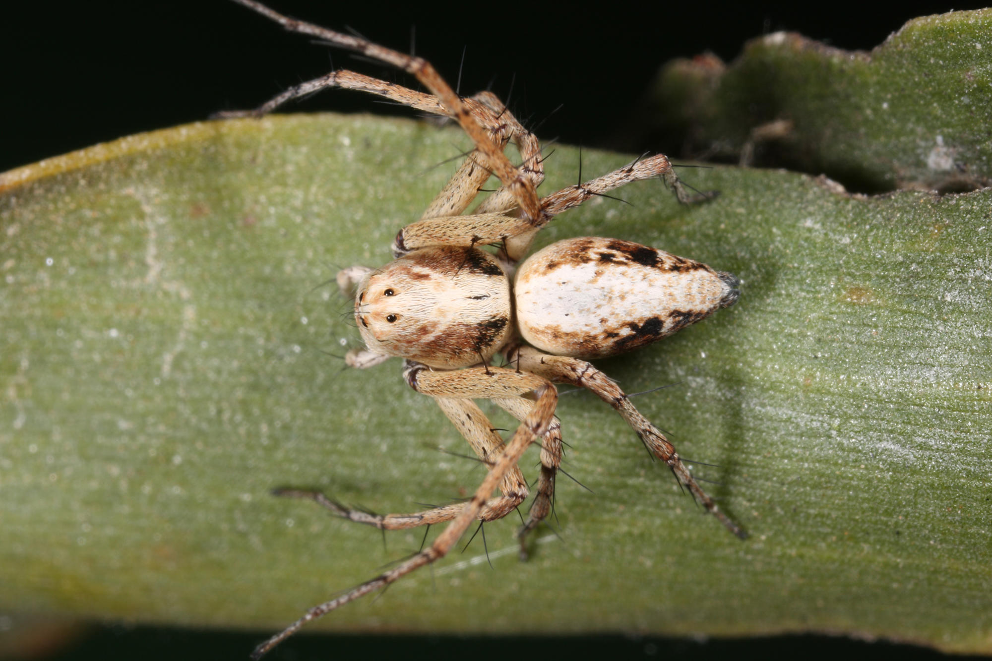 Variable Lynx Spider - Queensland Museum