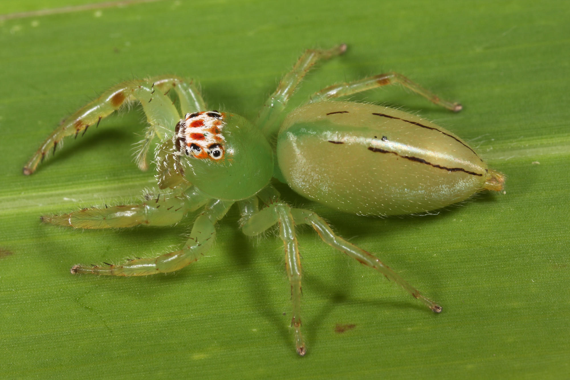 Green Jumping Spider - Queensland Museum