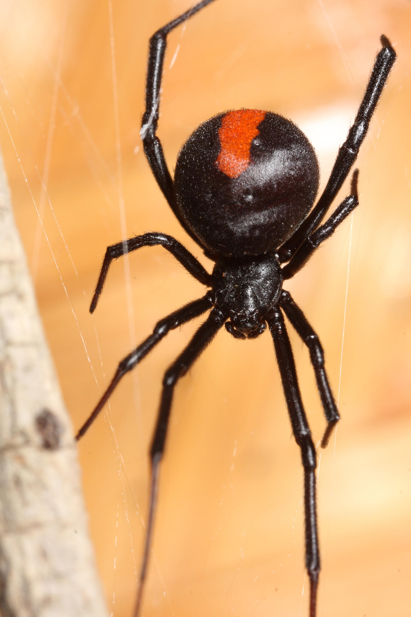 Redback, widow and false widow spiders - Queensland Museum