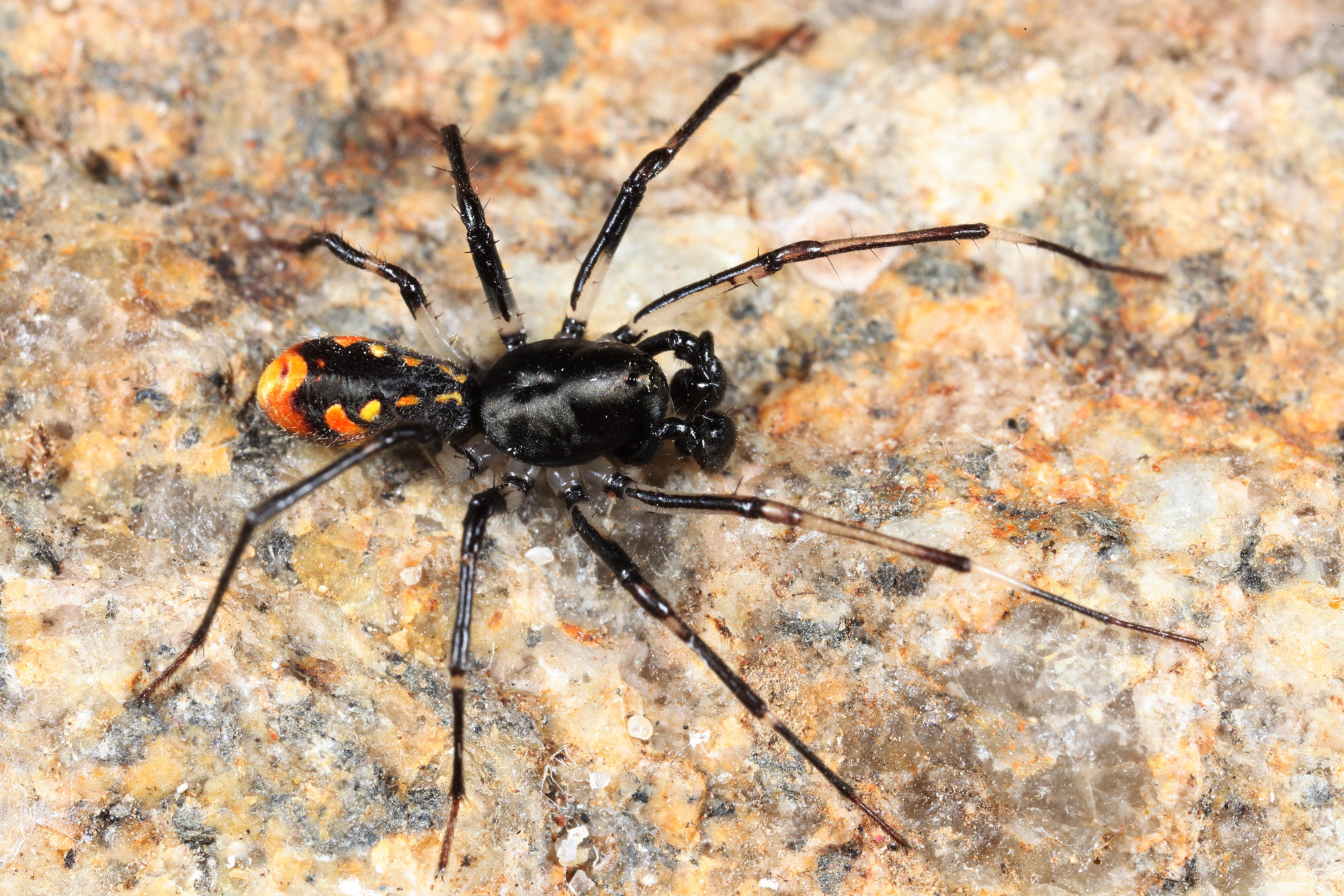 Davies' Ant Spider - Queensland Museum
