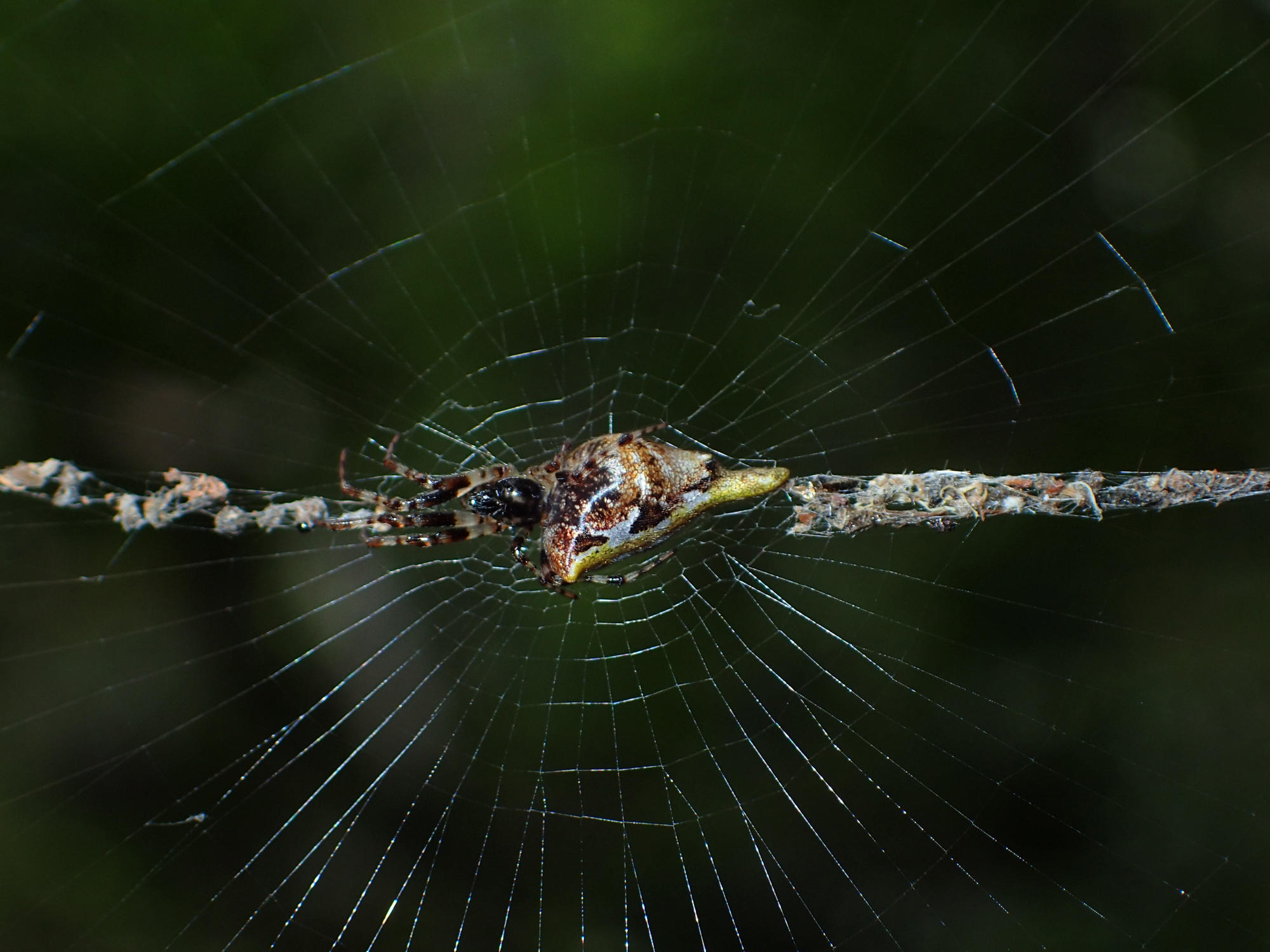 Trashline Orb-weaving Spiders - Queensland Museum