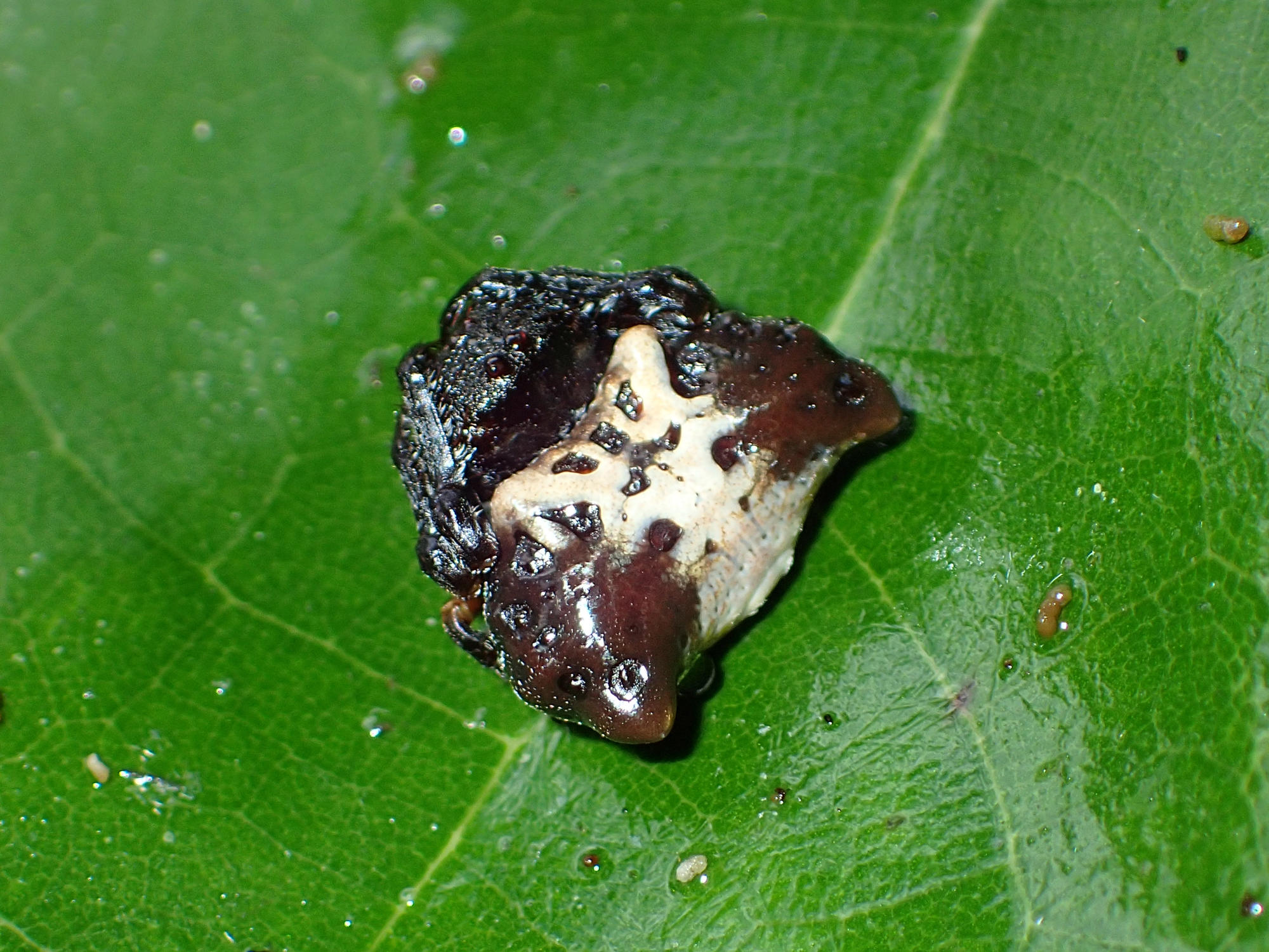 Bird-dung Spider - Queensland Museum