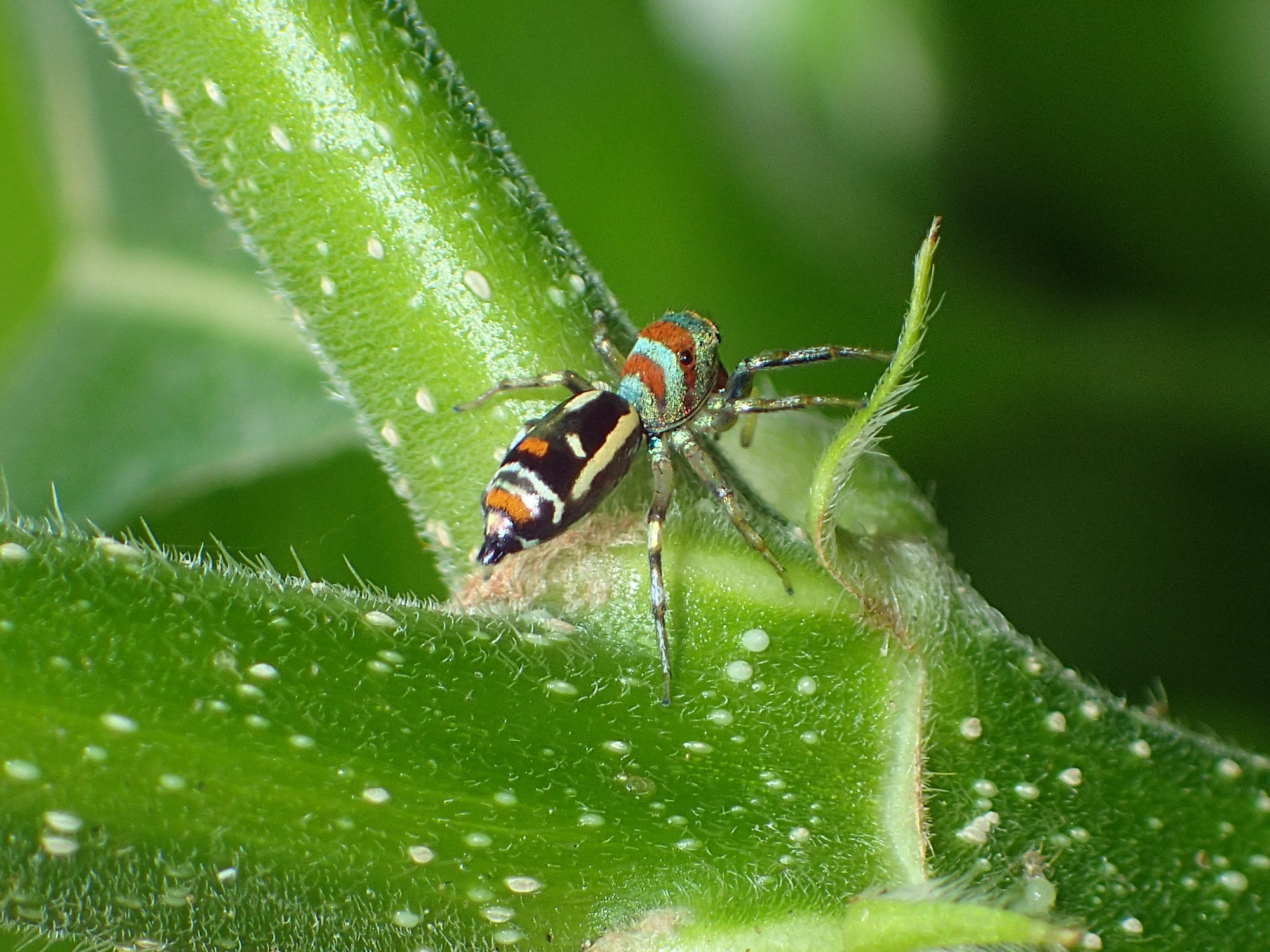 Iridescent Jumping Spiders - Queensland Museum