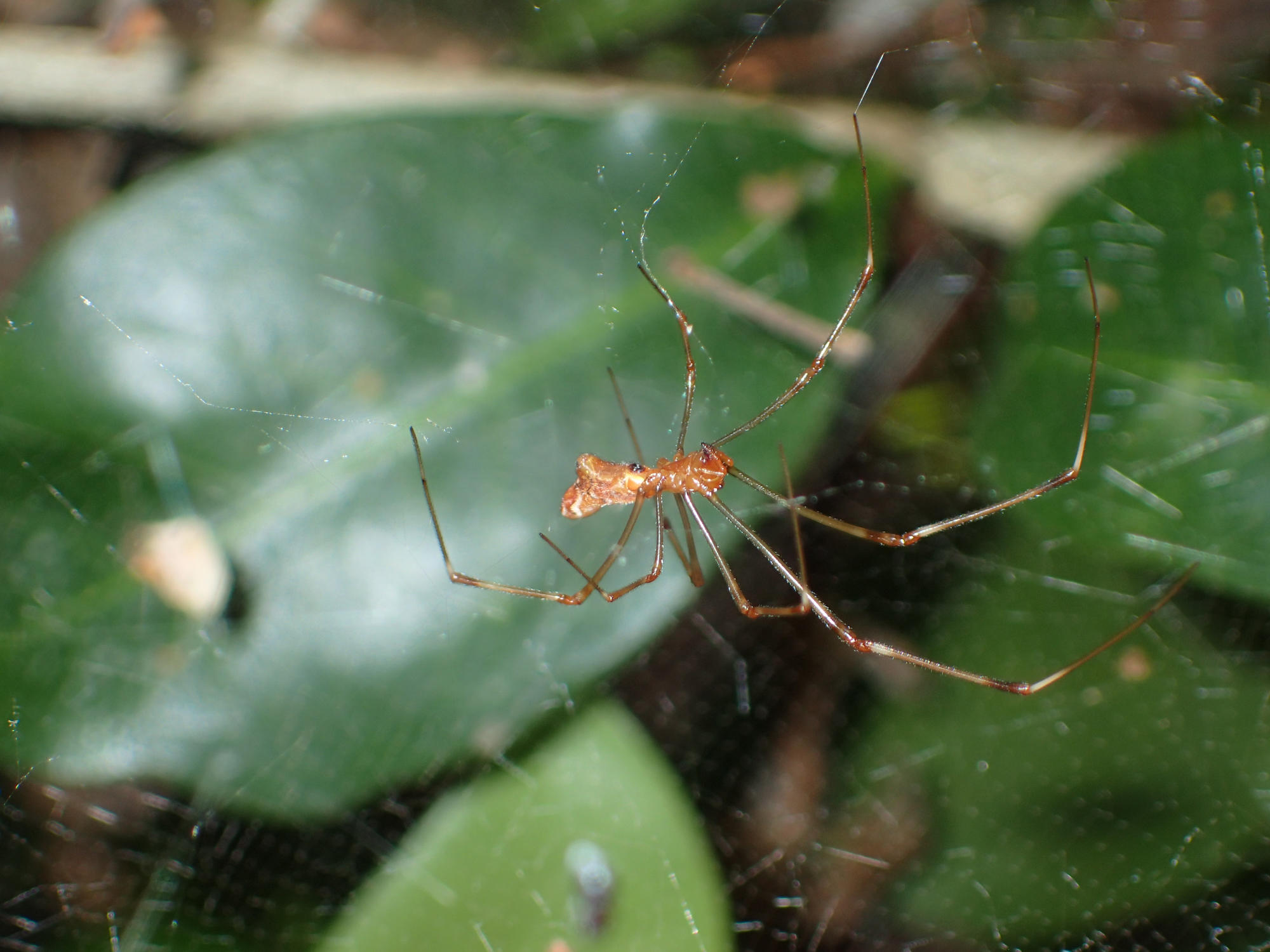 Thief Spider - Queensland Museum