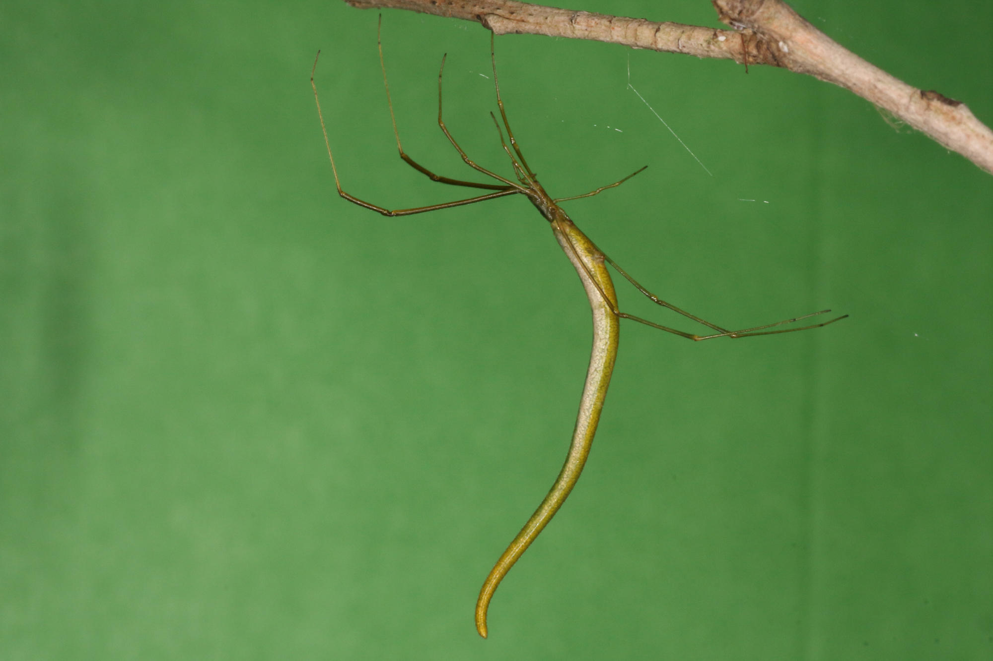 Whip Spider - Queensland Museum